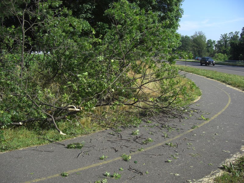 Ode Street Tribune: tree injured, fallen limbs obstruct highway