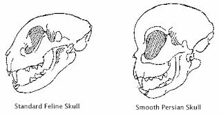 The Bohemian Heretic: Persian Cat Skull