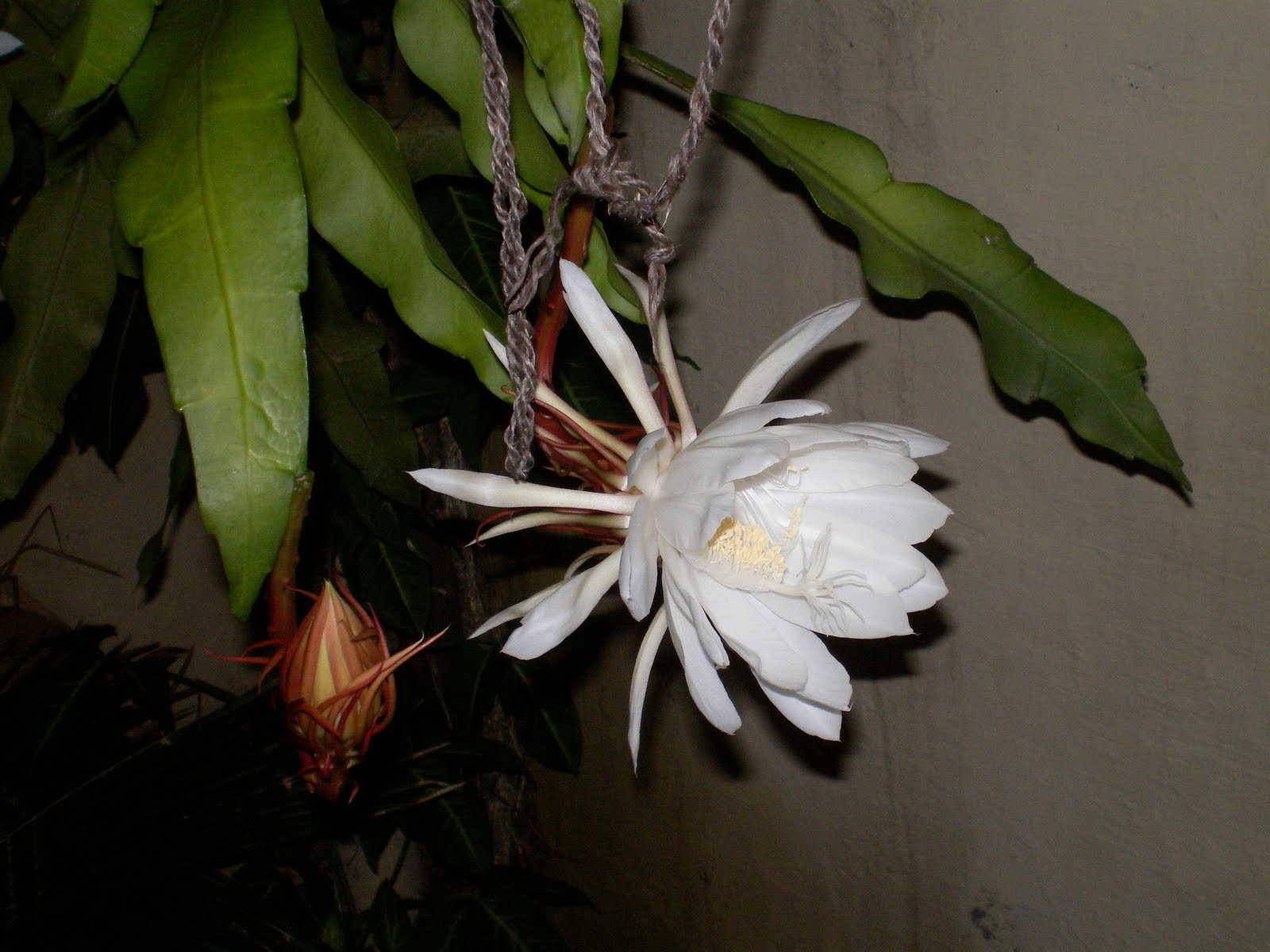 Foodie Delights Bangalore - Life n Spice: Nishagandhi Flower