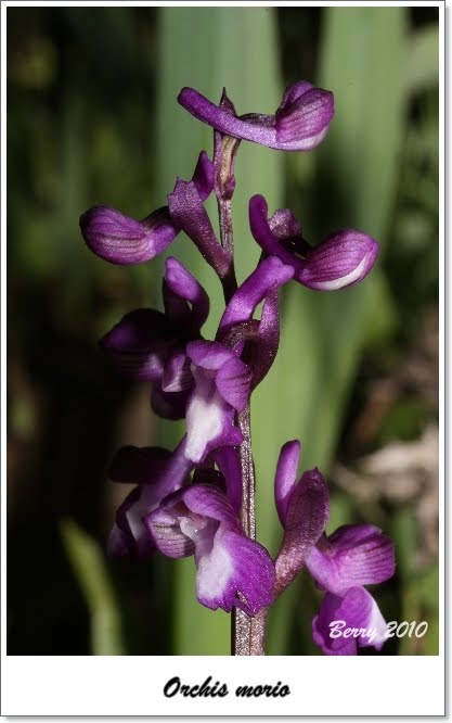El Rinche de Berry : Orquídeas en el Portanchito. Orchis morio, Ophrys ...