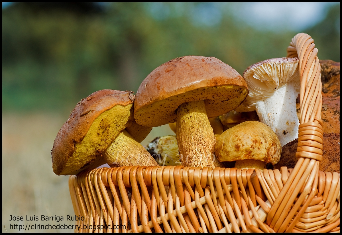 El Rinche de Berry : Setas. Cesta de Leccinum lepidum.