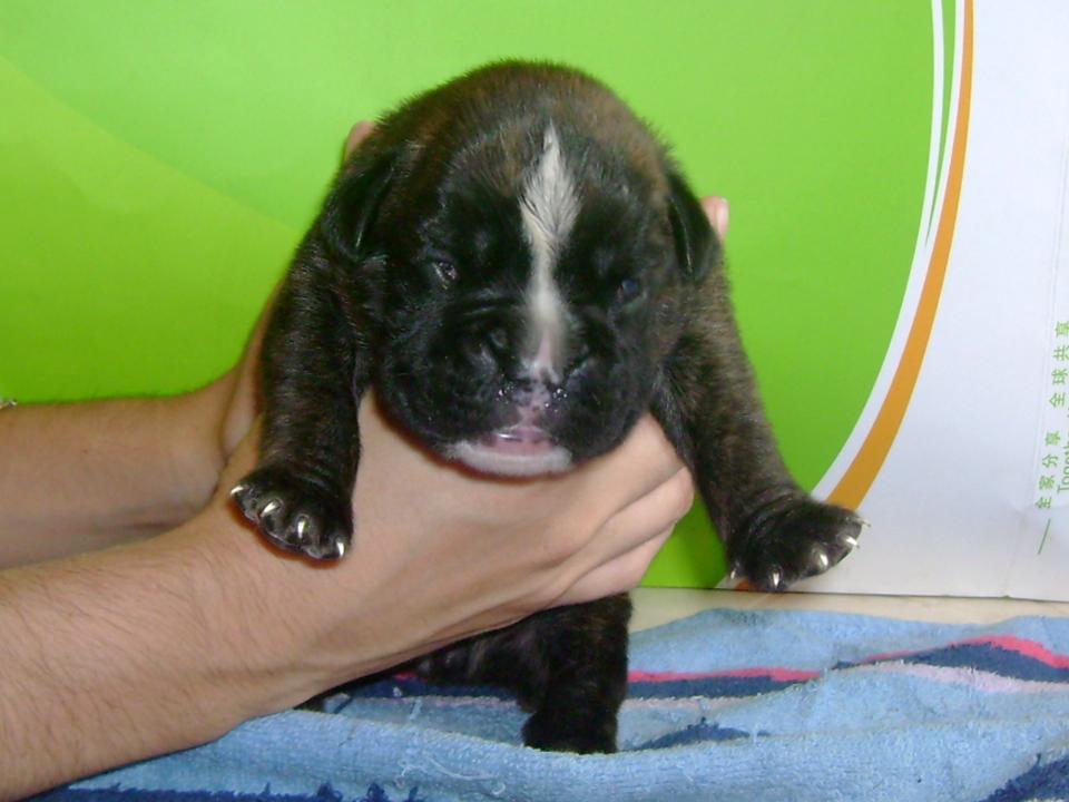 MBARETÉ BOXER: Cachorros Homero /Allfen