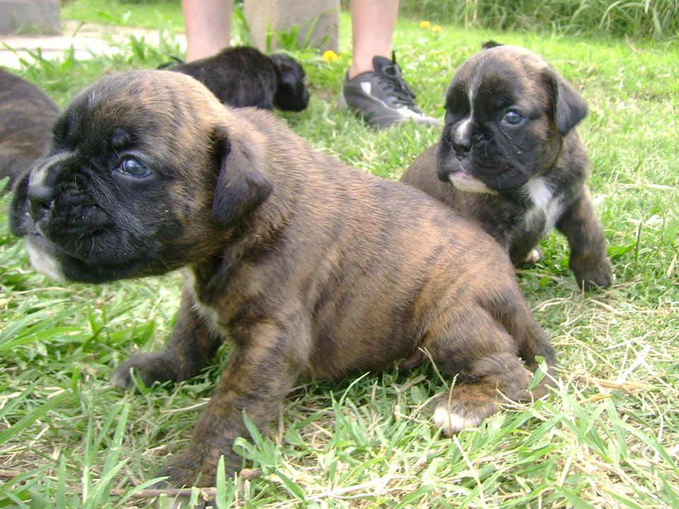 MBARETÉ BOXER: Cachorros Homero /Allfen