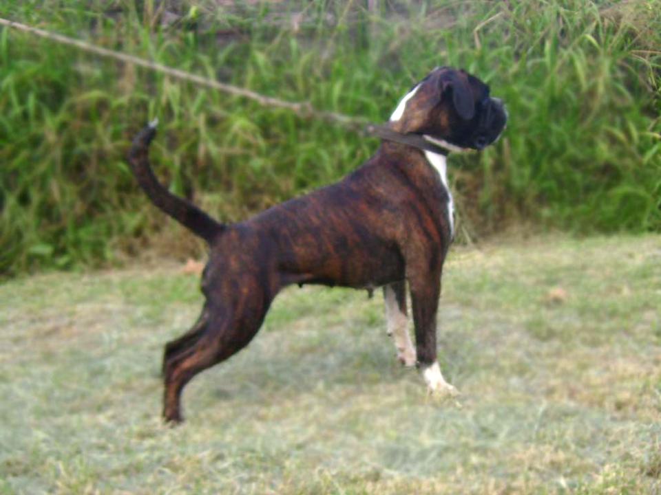 MBARETÉ BOXER: Cachorros Homero /Allfen