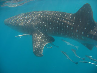 Seychelles Whale Sharks: Our first whale shark copepods!