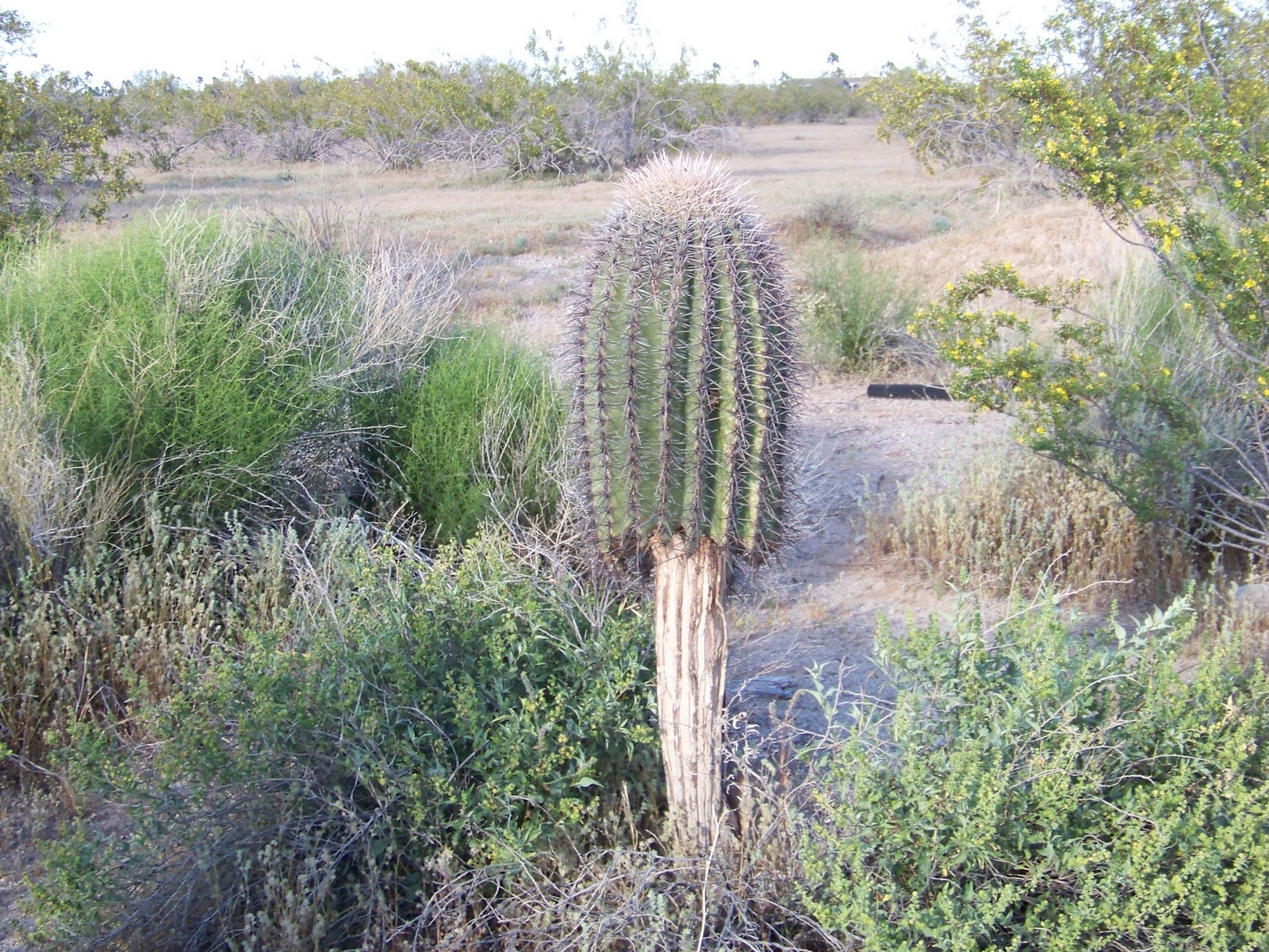 RV Road Trips and Lifestyle: Cactus