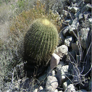 Baja California Sur: Flora & fauna