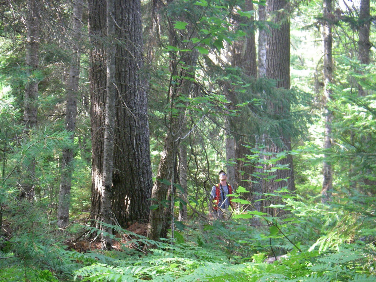 Local Motion: A Real New Brunswick Forest