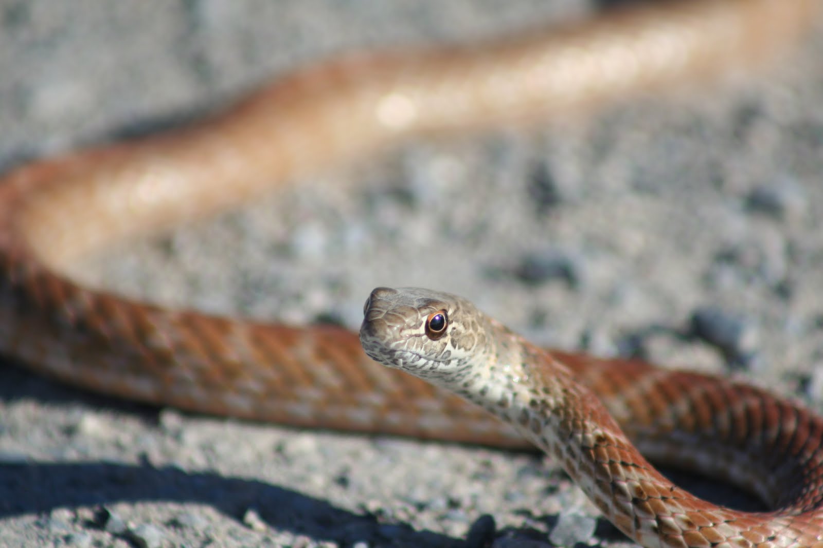 Friends of the Desert National Wildlife Refuge Complex: A few May ...