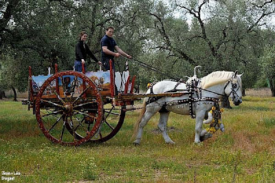Percheron International: Des Etalons Dans Les Pouilles