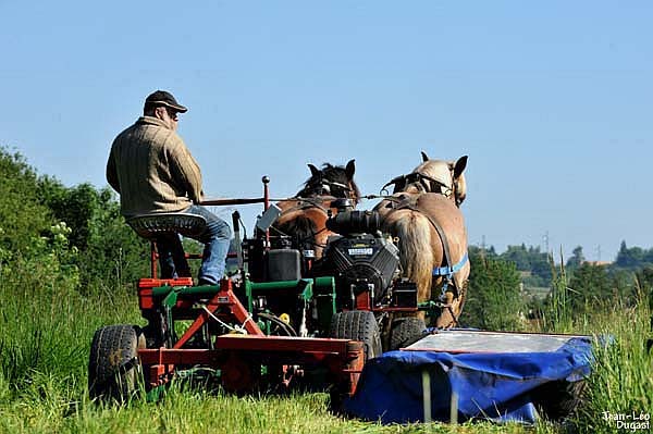 Percheron International: La Fauche Gagne Du Terrain