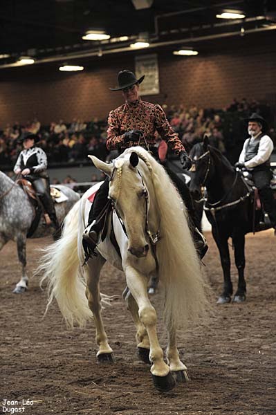 Percheron International: WPC > Midnight Storm Ou Crin Blanc