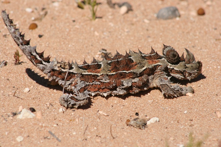 Thorny Devil (Moloch Horridus ) | Free unique Info