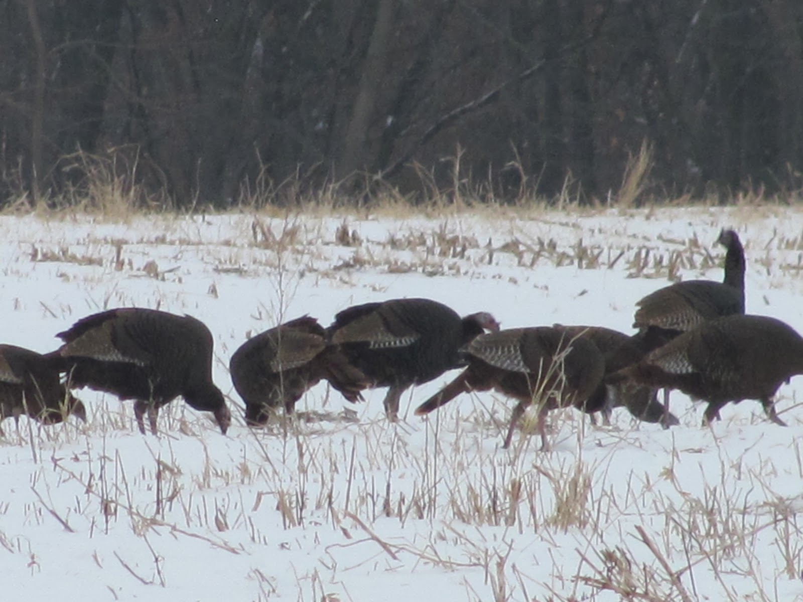 curving back: snow-covered corn field