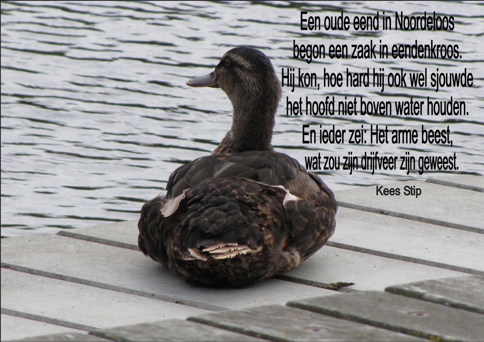 practical joke: Spreuken, gedichten, haiku's, limericks 7