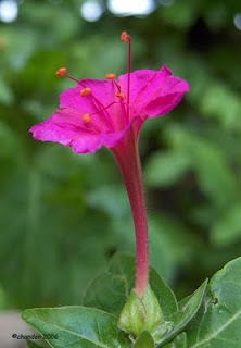 My Cup Runneth Over...: Mizo pangpar te leh an Sap hming