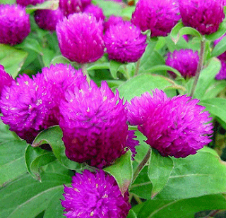 My Cup Runneth Over...: Mizo pangpar te leh an Sap hming