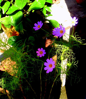 My Cup Runneth Over...: Mizo pangpar te leh an Sap hming