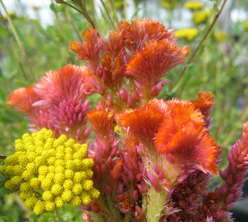 My Cup Runneth Over...: Mizo pangpar te leh an Sap hming