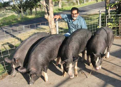 KSP Food Suppliers Pte Ltd: Kurobuta (Japanese Black Pig)