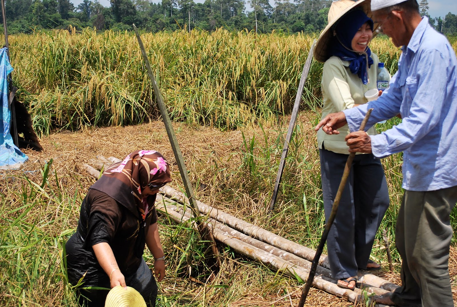 IskandarWorld: Tragedi di sawah padi