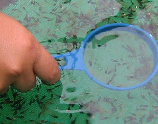 Evelyn Perines: LARVAS DE RANA GRANDE CHILENA