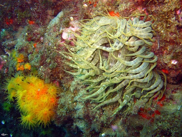 gaspargrafía: Ortiga blanca (Aiptasia mutabilis), esponja (Ircinia ...
