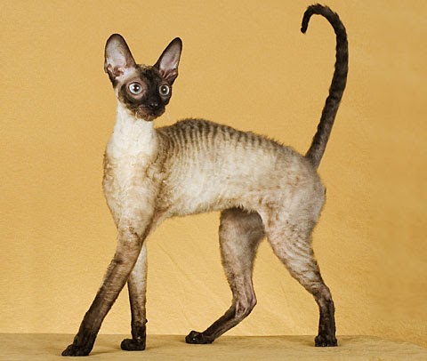 Orange Cornish Rex