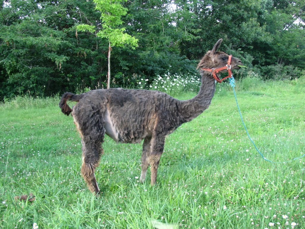 Dispatches from Can of Duck: How to Shear a Llama: The "Easy" Method!