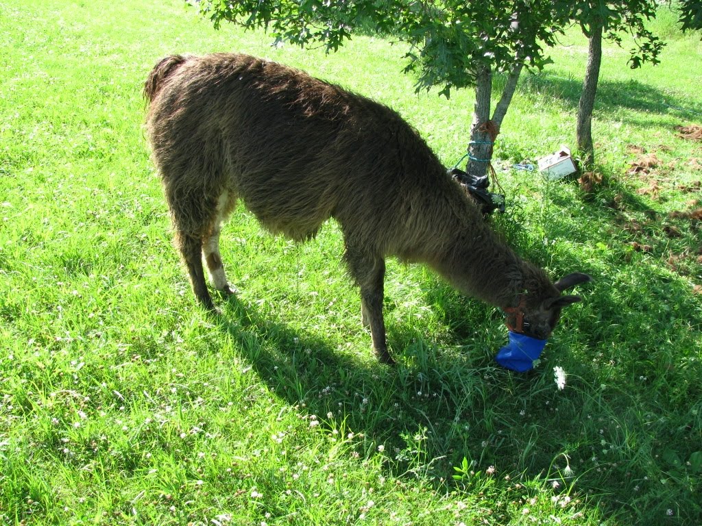 Dispatches from Can of Duck: How to Shear a Llama: The "Easy" Method!