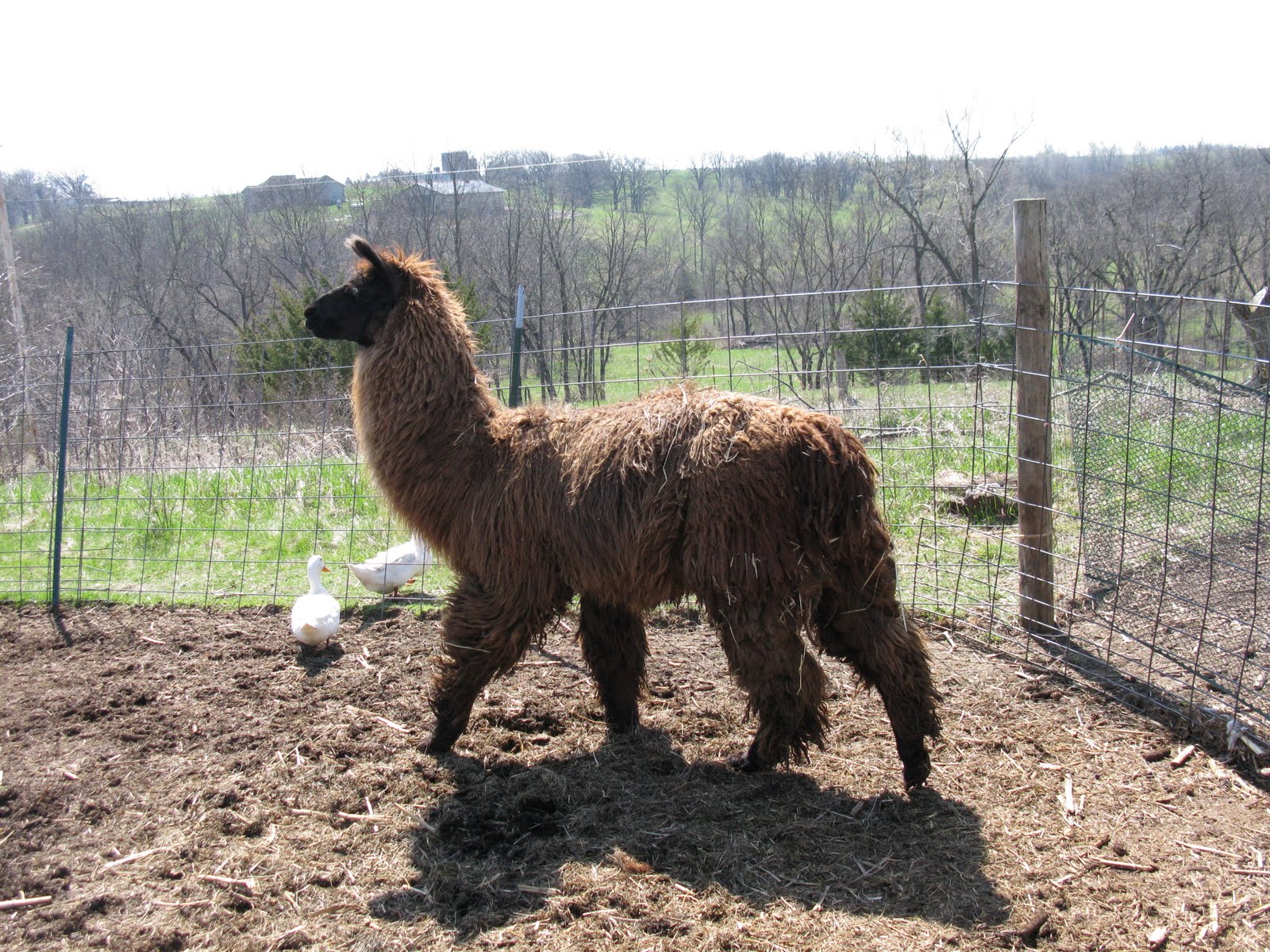 Shearing With Hand Shears Llamas