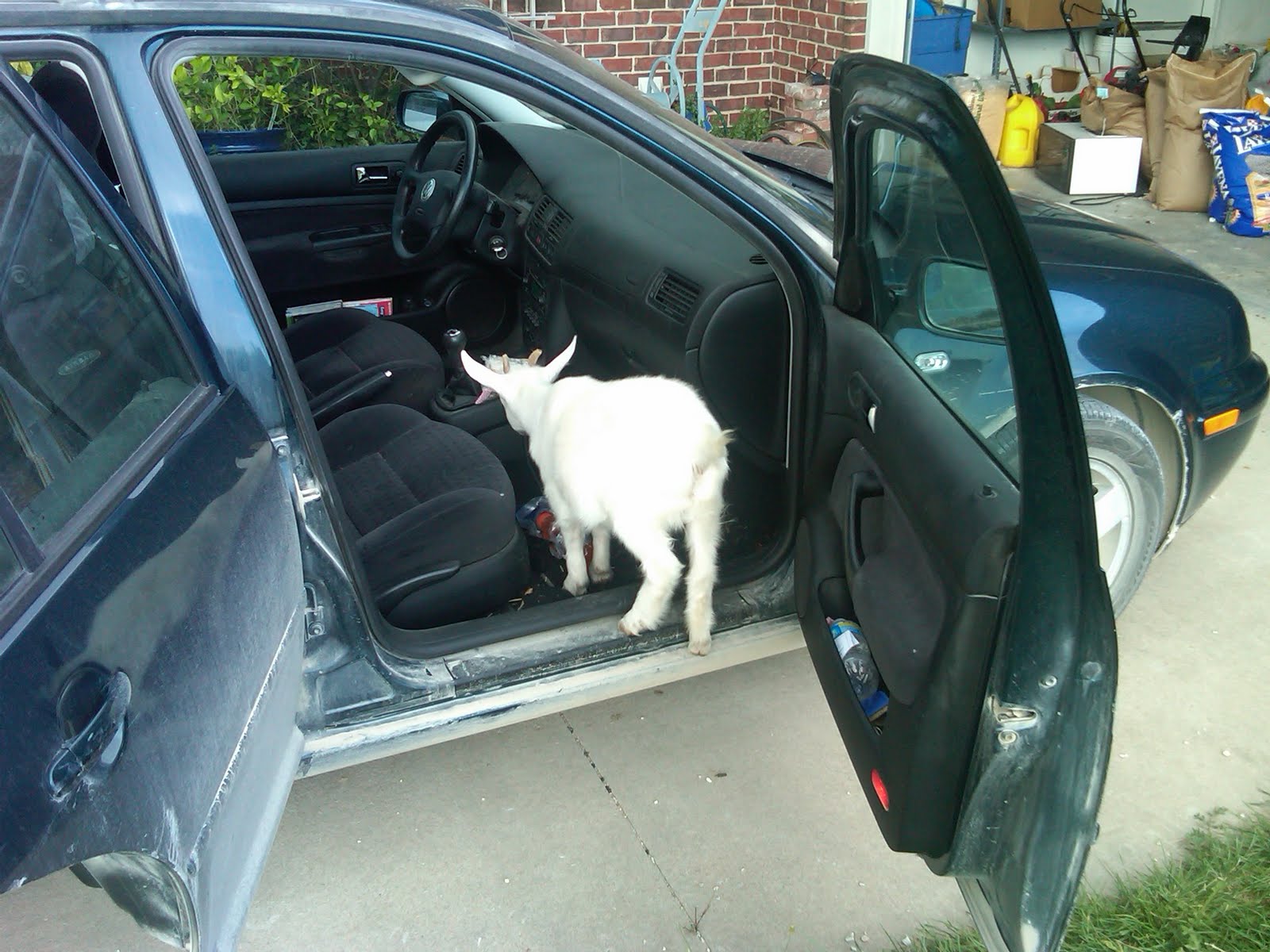 Dispatches from Can of Duck: In which I get an award! And for goats ...