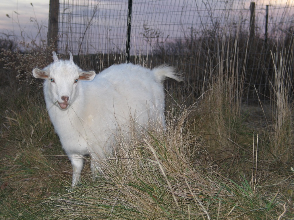 Dispatches from Can of Duck: All Things Goaty!