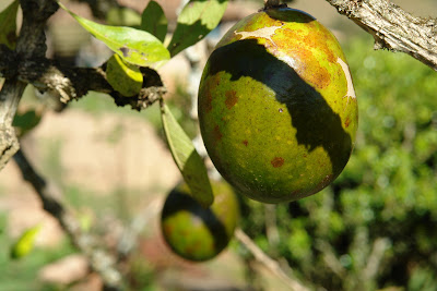 arbore