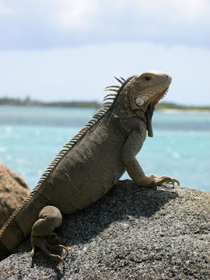 Uganda be lovin' life...: aruba? dushi yiu!