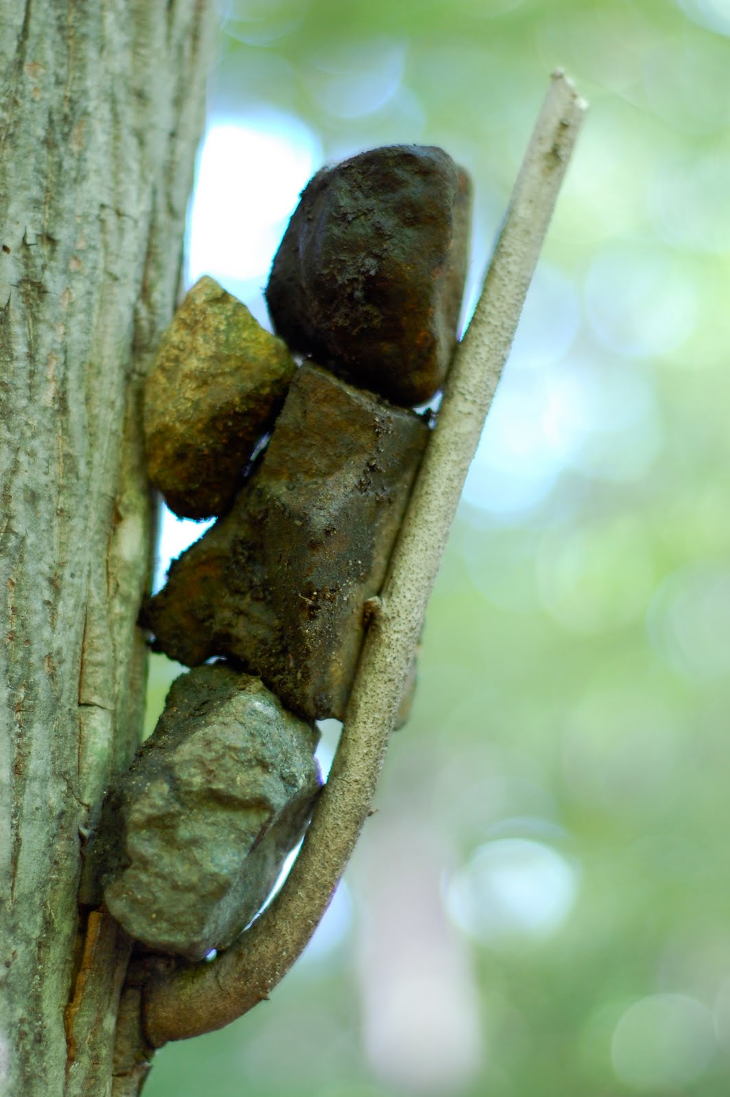 sea kettle diaries: Andy Goldsworthy Nature Sculptures