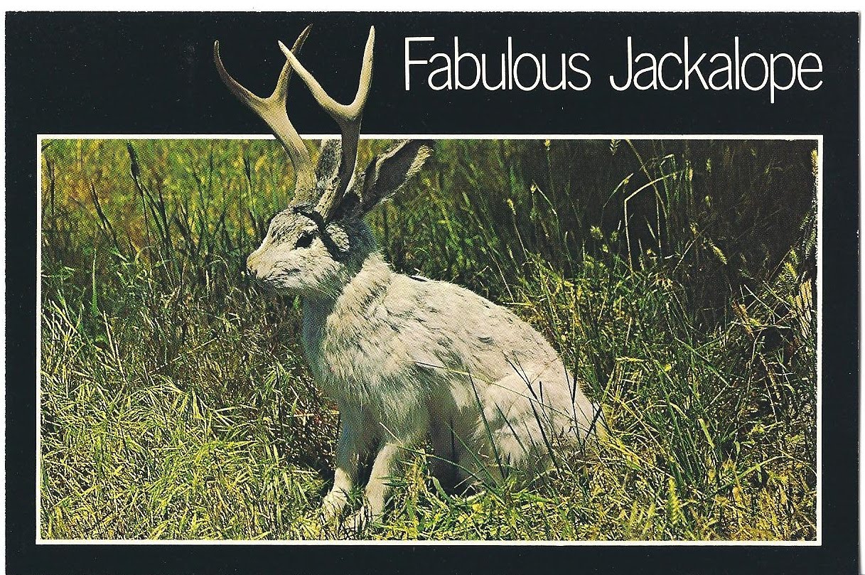 A Plethora of Postcards: The Jackalope