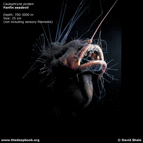 yago's web: The Deep: Extraordinary Creatures of the Abyss - Abysses ...