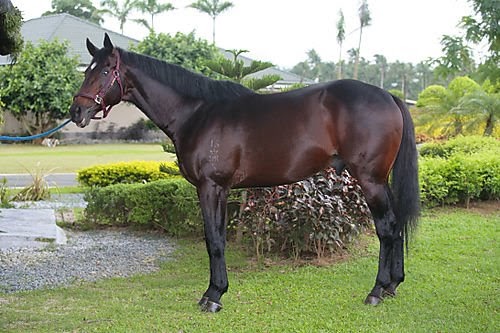 Dagatan Lipa City Updates: kabayo