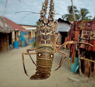 Hospedaje CORBISKI / COMARCA de KUNA YALA / PANAMA: Acerca de las ...