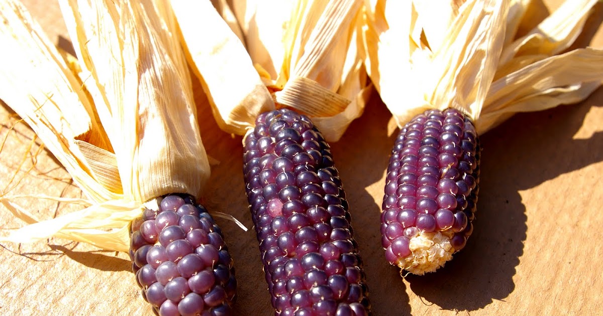 Drylandfish: Aztec corn