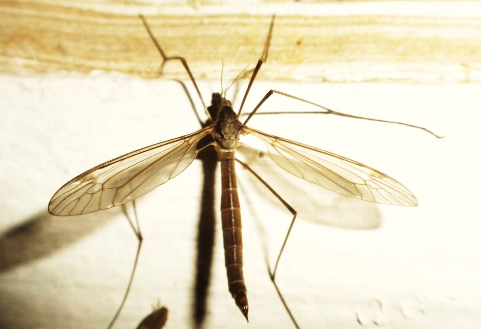 THE MITCHELL'S: Mississippi Spring/Summer Weather = BUGS