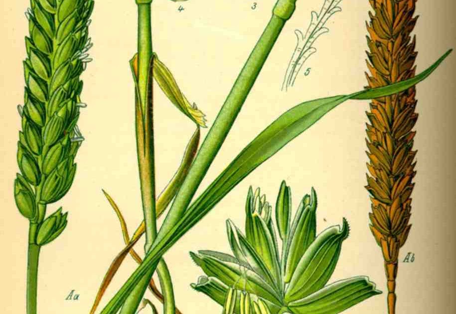 EL TRIGO: CoNcEpToS bAsIcOS