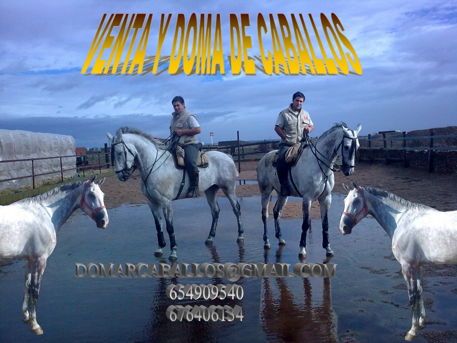 DOMA DE CABALLOS: ¿QUIERE USTED UN CABALLO DE CAMPO?