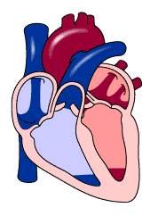 malformacion del corazon: malformaciones del corazon