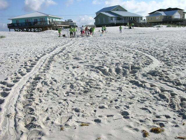 Sea Stars Cottage, A Seaside Retreat: Loggerhead Sea Turtle Turtle Tracks