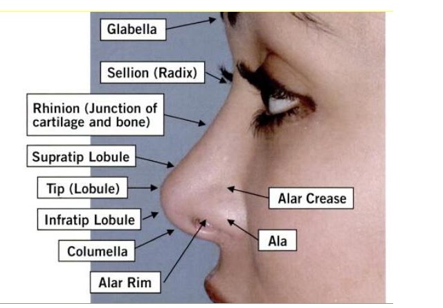 Nose Revision Surgery and Surgeons: Aesthetic nomenclature of the nose