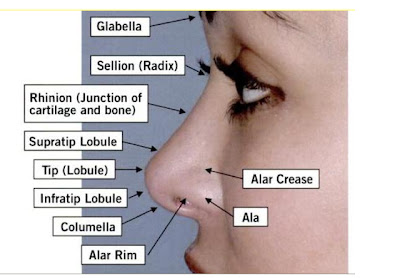 Nose Revision Surgery and Surgeons: Aesthetic nomenclature of the nose
