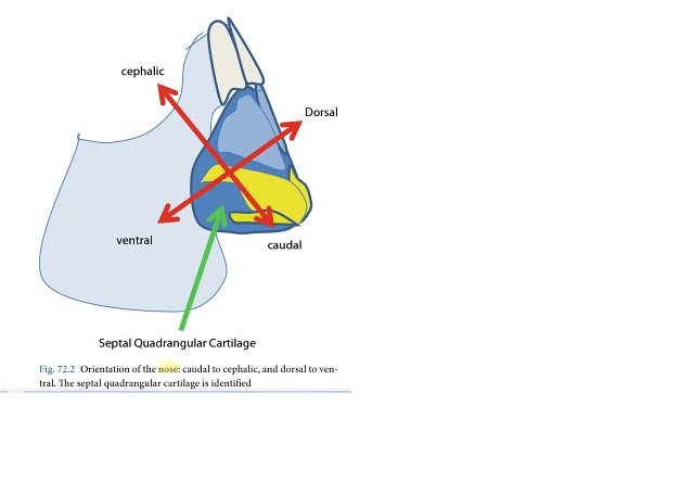 Nose Revision Surgery and Surgeons: Septal cartilage (quadrangular ...