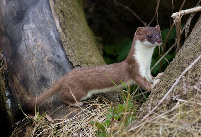 Wright's Wanderings: Hunting Stoat, Rutland